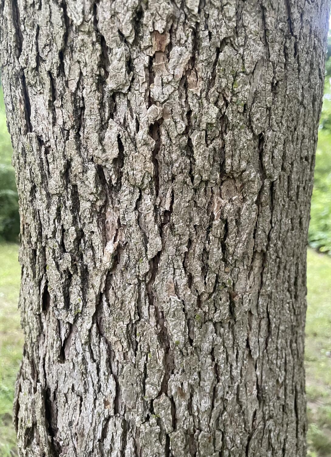 Blue Ash | CMP Tree Selection Tool